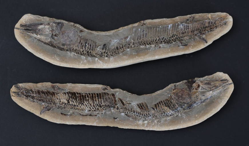 Fossilized Gar Fish