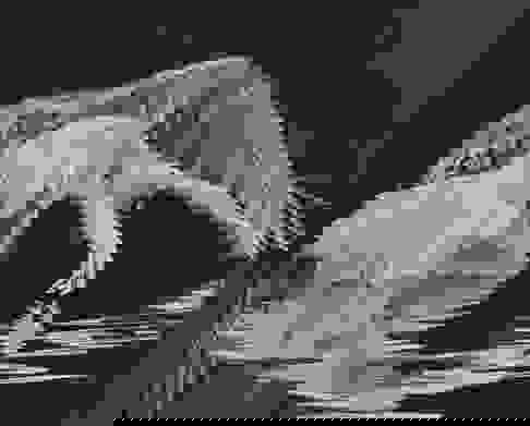 Julio Cesar Delgado Dance Of The Birds 9 Auction