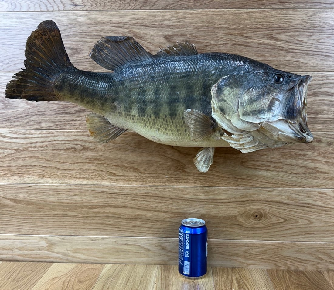 Taxidermy Skin Mount Bass / Fish Vintage #4 - Jun 07, 2025 | Nature ...