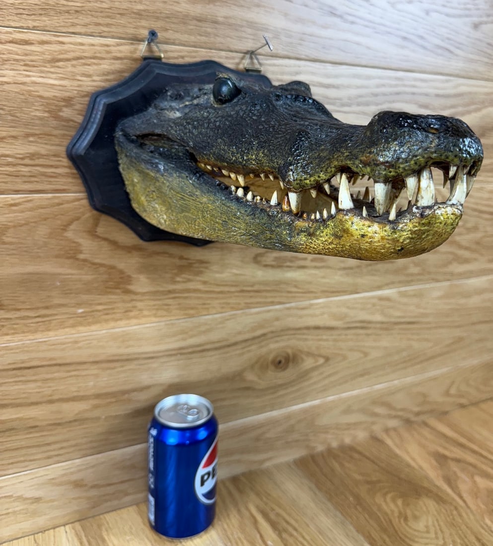 Rare Caiman Alligator Crocodile Taxidermy Head Mount Oddity - Jun 07 ...